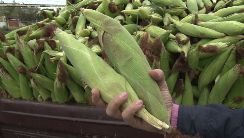 La venta de elote... buen negocio | Sinaloa | Noticias | TVP ...